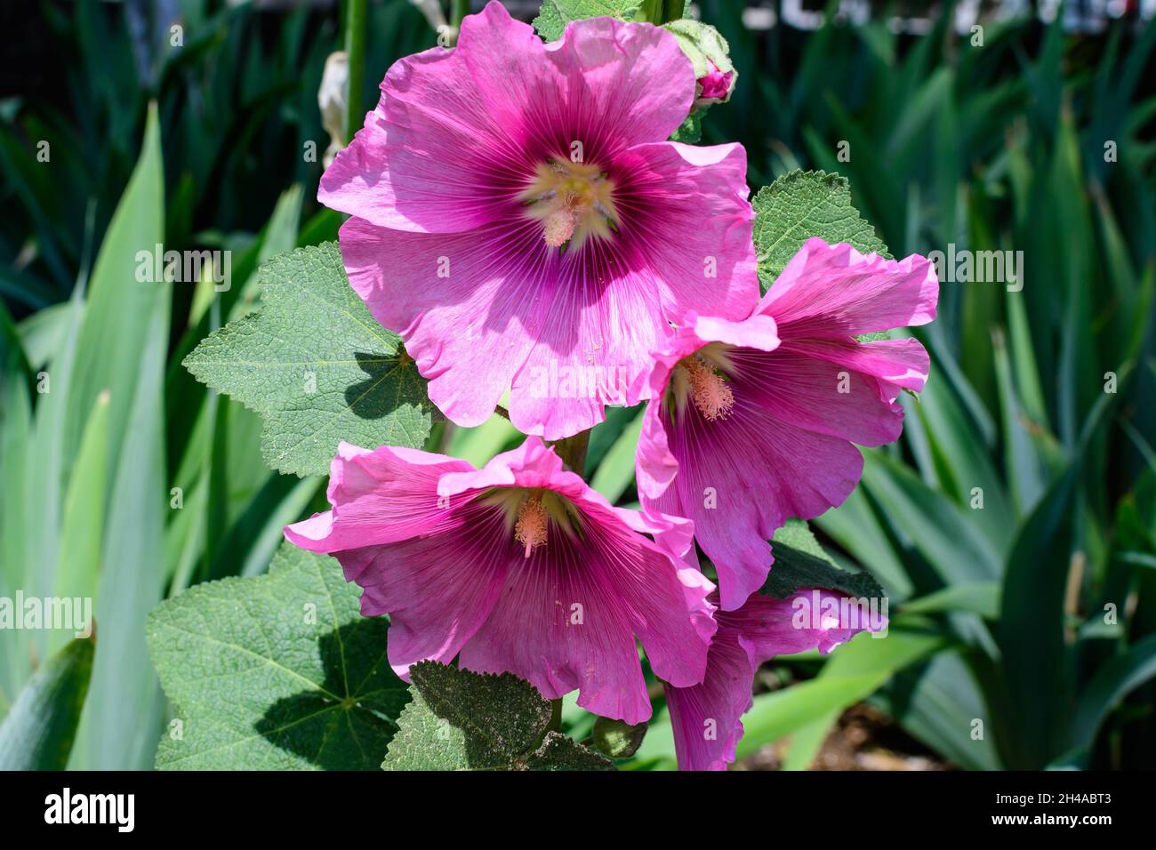 Many delicate pink magenta flowers of Althaea officinalis plant ...