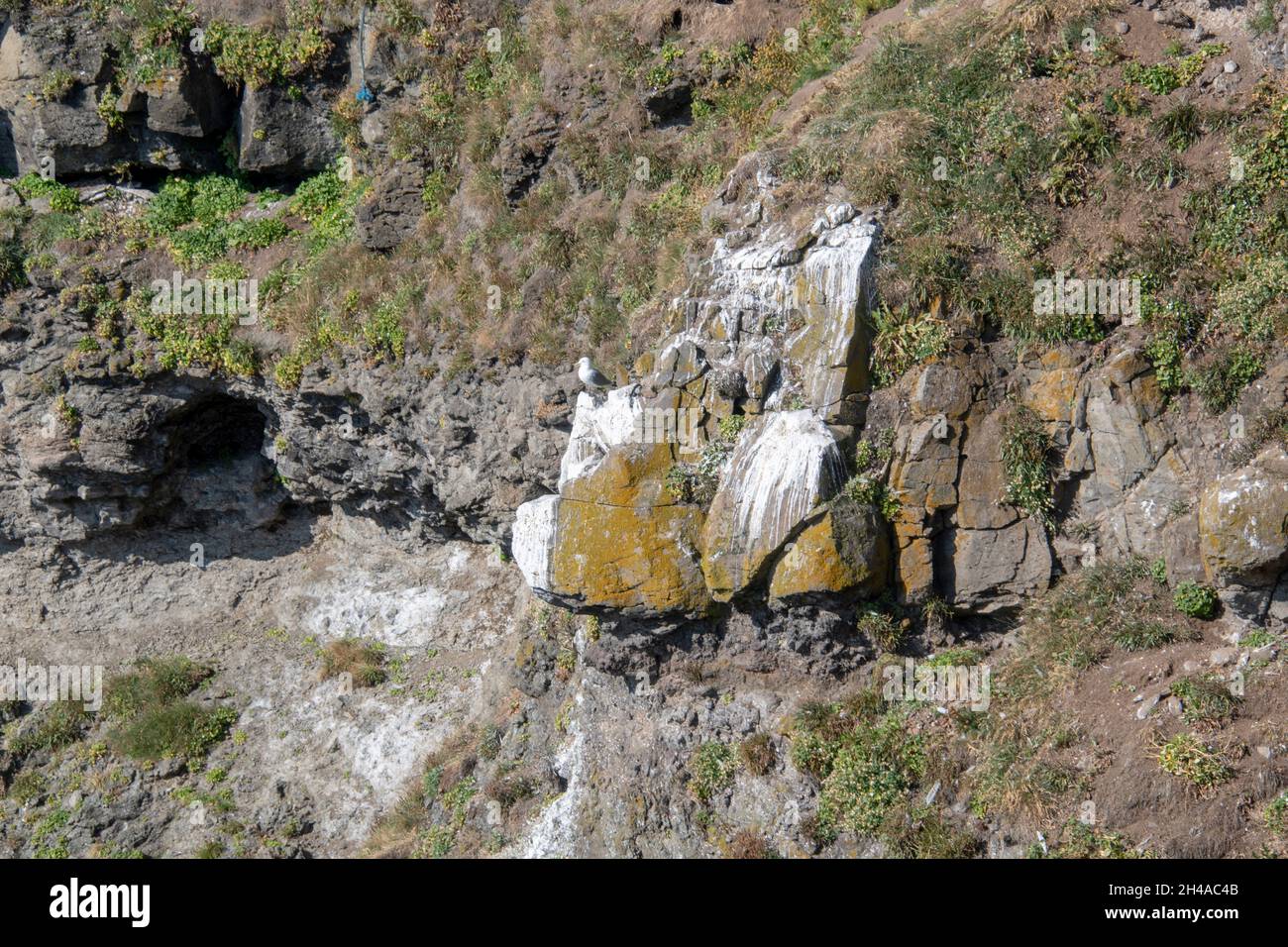 Landscape of gull sitting on guano covered cliff in Grimsey Island ...