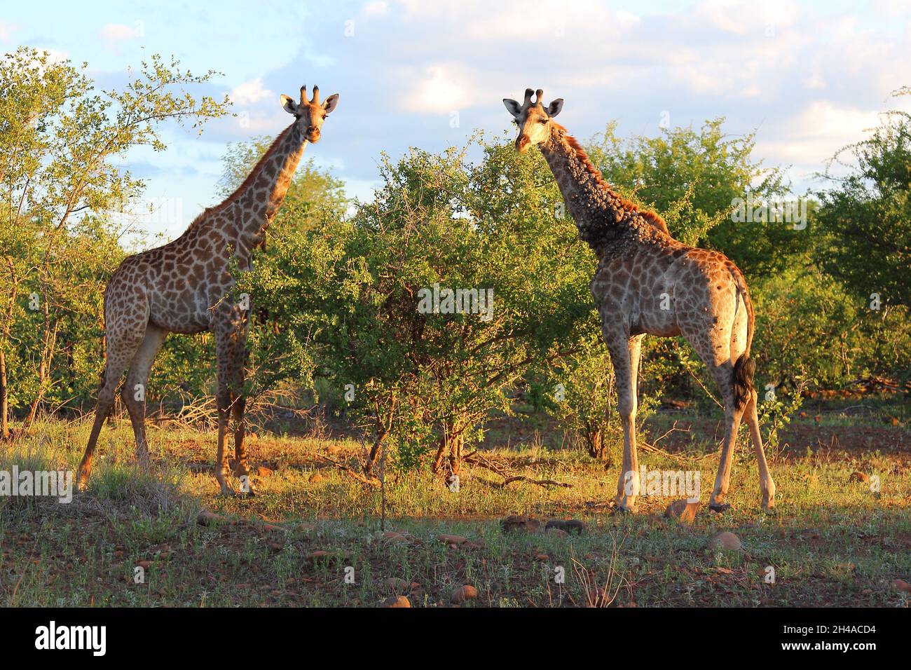 Sick giraffe hi-res stock photography and images - Alamy