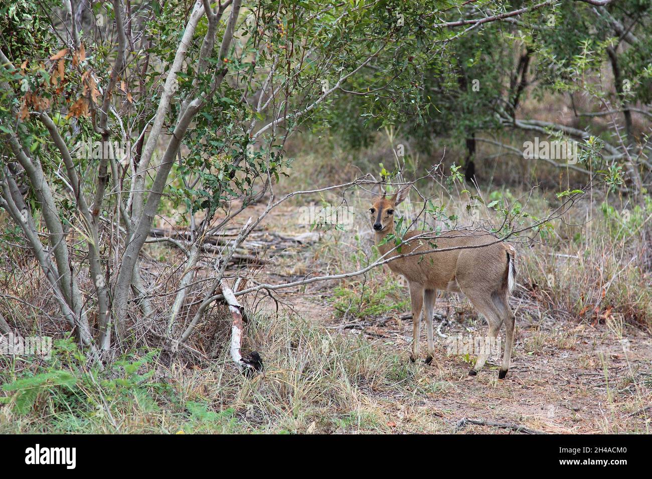 Kronenducker / Common duiker / Sylvicapra grimmia Stock Photo - Alamy
