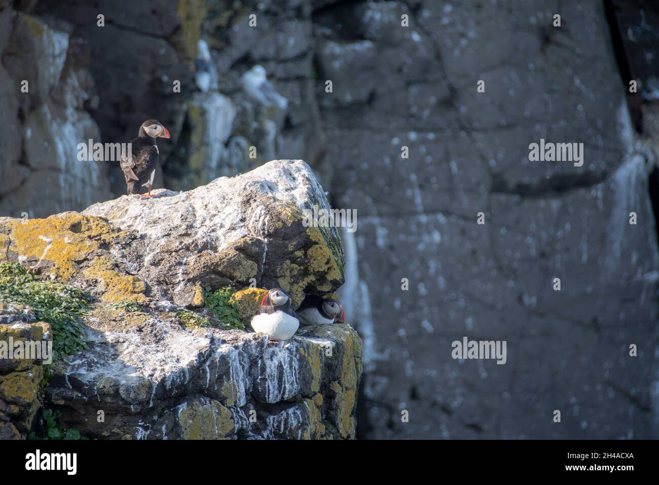 Landscape of puffins nesting on cliffs in Grimsey Island Stock Photo ...