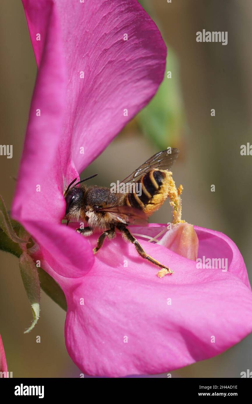 A female of the banded mud bee, Megachile ericetorum sipping nectar ...