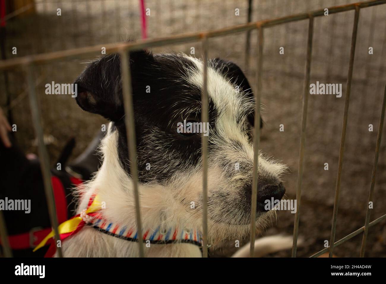 Animal Adoption Fair. A dog inside the pen at the adoption fair. Event ...