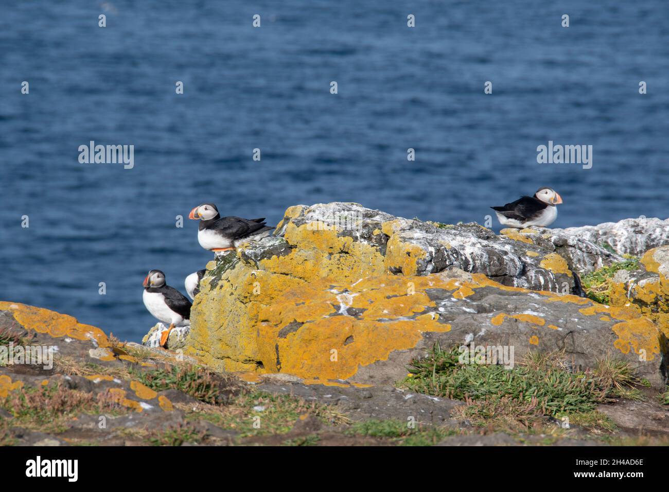 Landscape of puffins nesting on cliffs in Grimsey Island Stock Photo ...