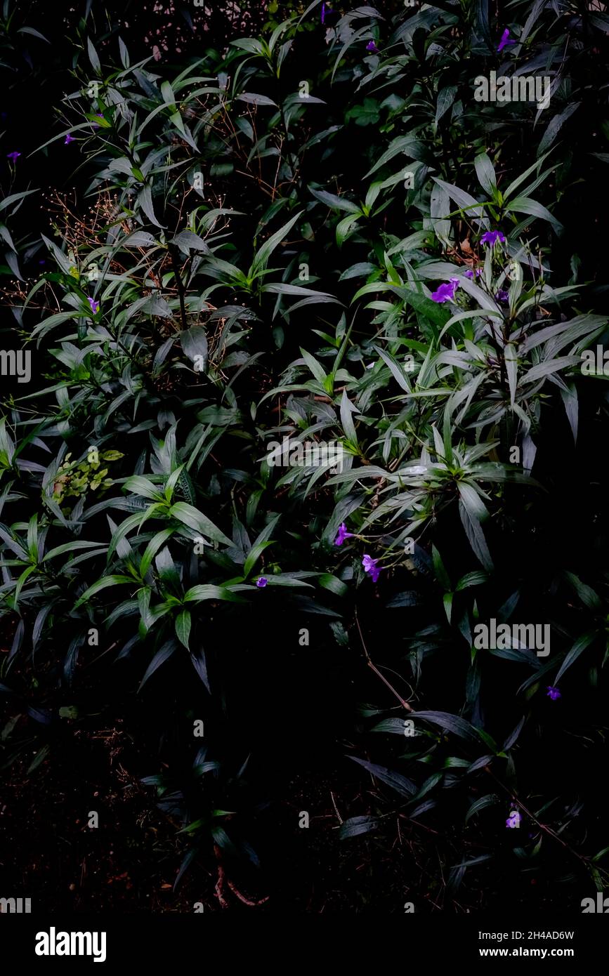 Long leaf dark green plant with purple flowers Stock Photo - Alamy