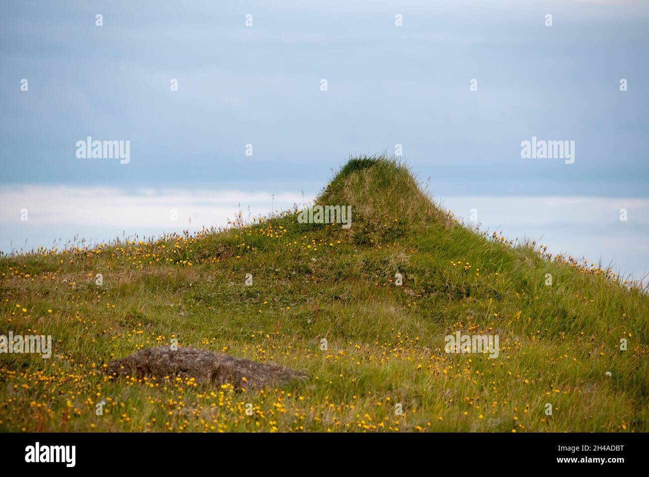 Landscape of grassy dandelion meadow on Grimsey Island Stock Photo - Alamy