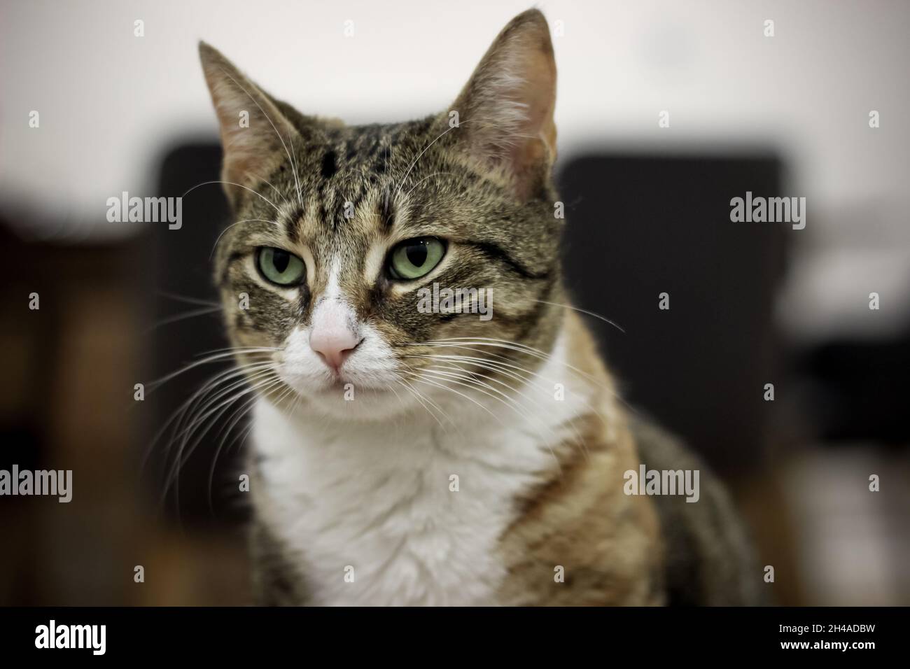 Adult cat sitting innocently at home and looking ahead Stock Photo - Alamy
