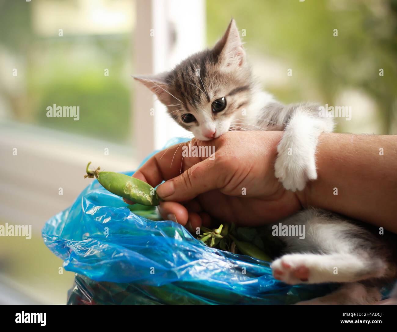Cute baby cat playing and biting hand Stock Photo - Alamy