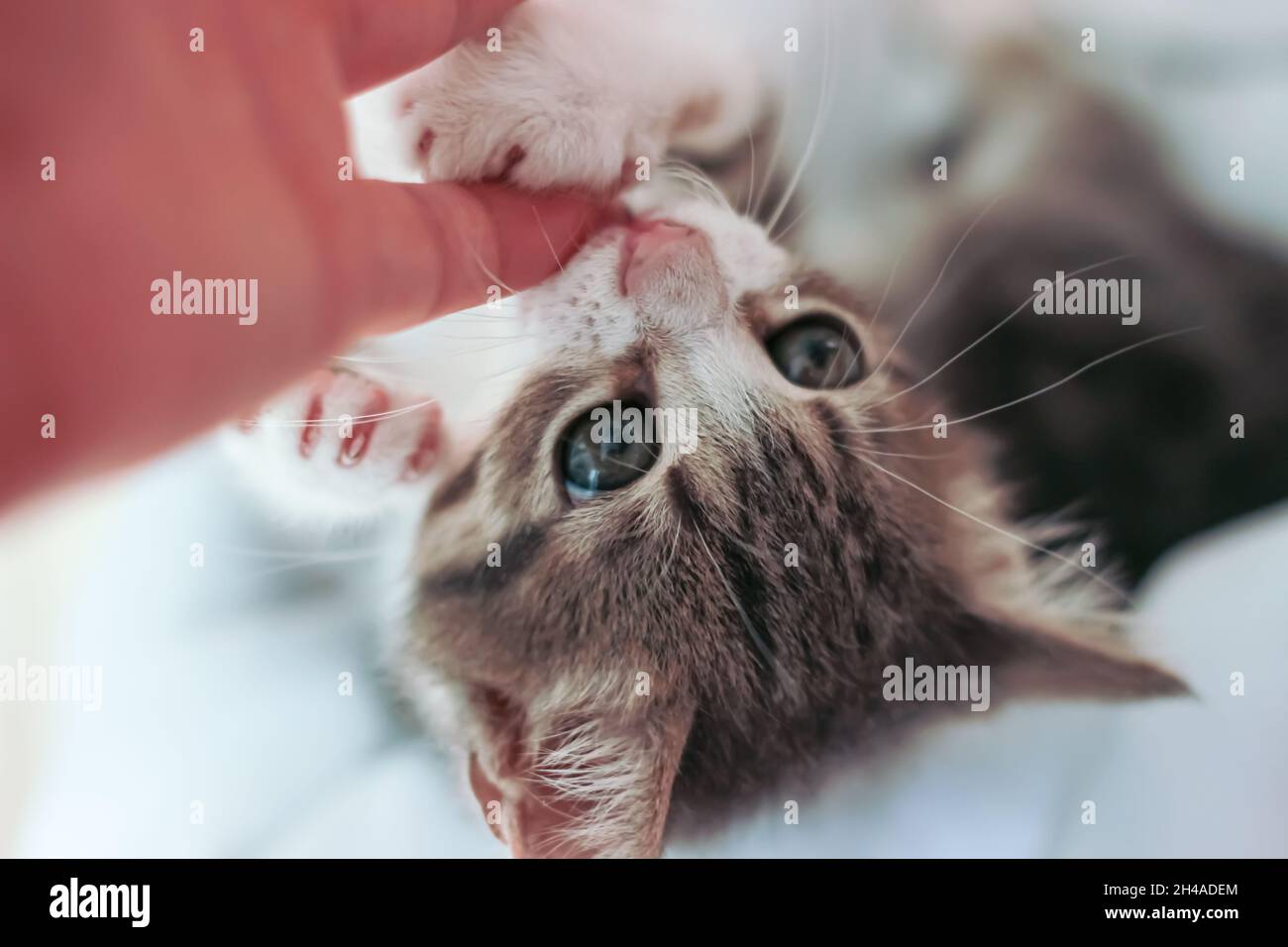 Cute baby cat playing and biting hand close shot Stock Photo - Alamy