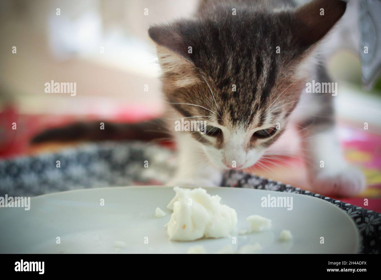Cute baby cat eating cheese on plate Stock Photo - Alamy
