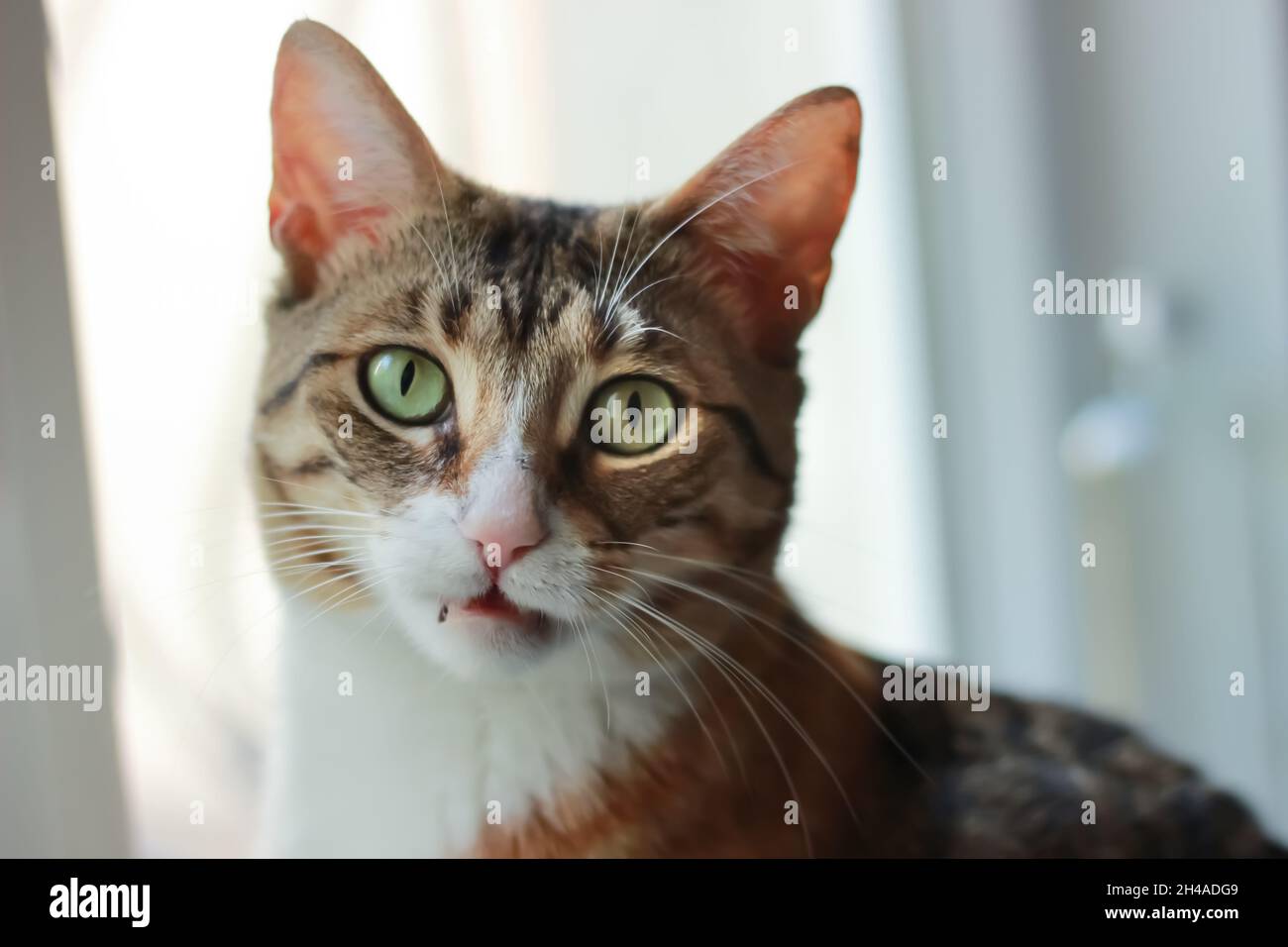 The female cat looks up with a confused expression Stock Photo - Alamy