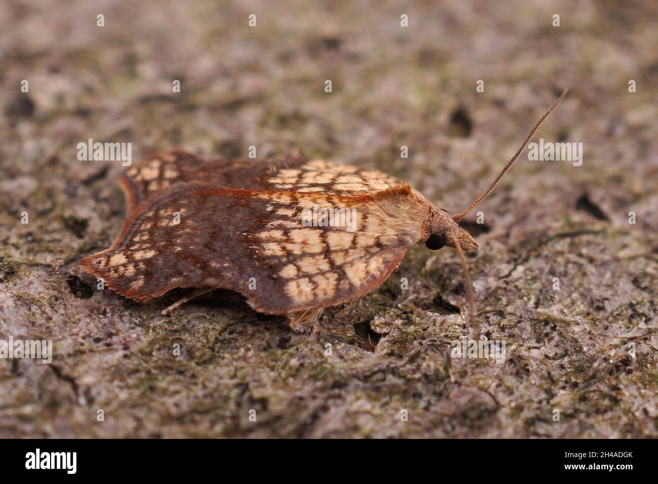 Notched wing tortrix moth hi-res stock photography and images - Alamy
