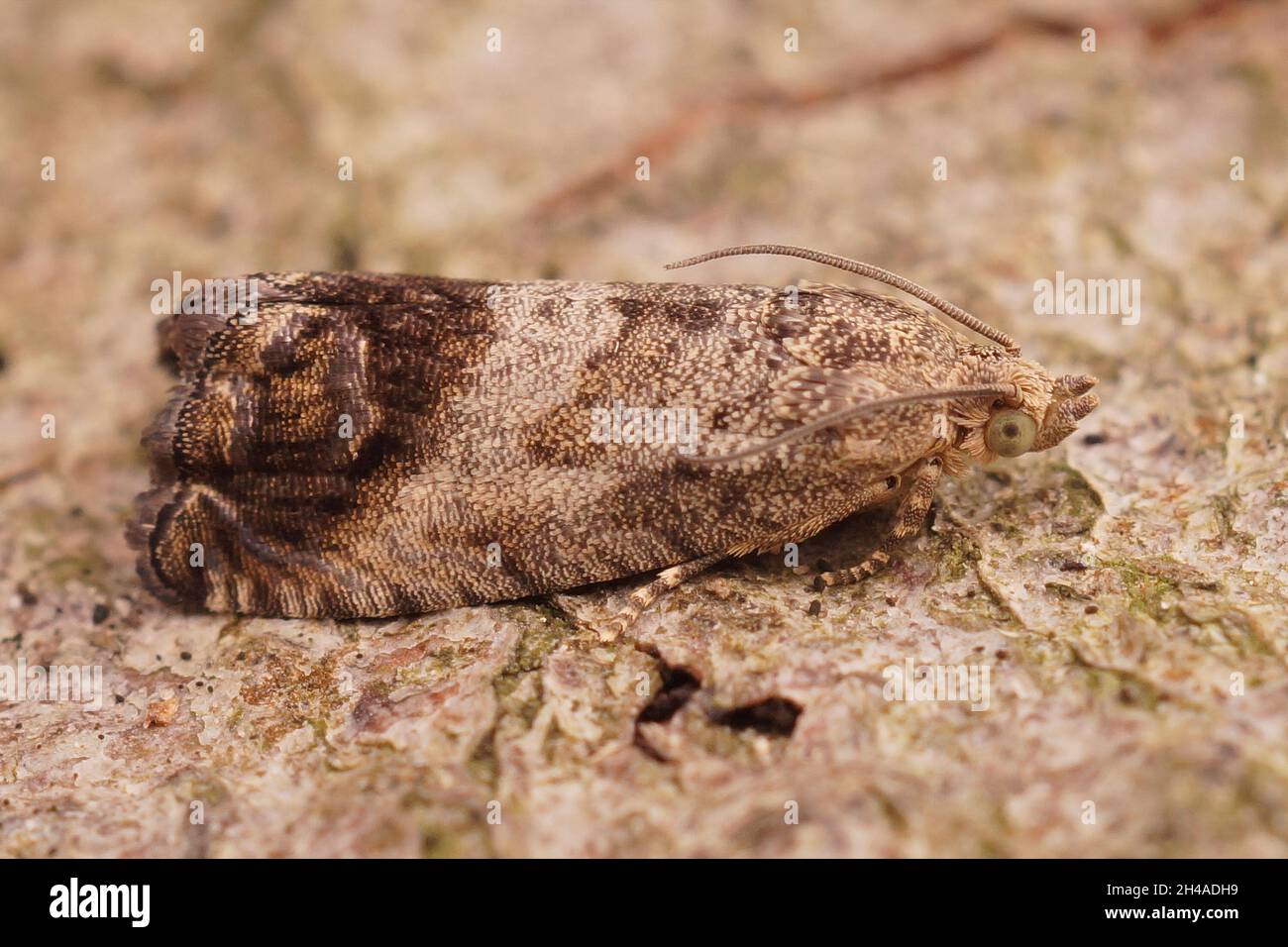 Closeup on brown chestnut tortrix moth, Cydia splendana Stock Photo - Alamy