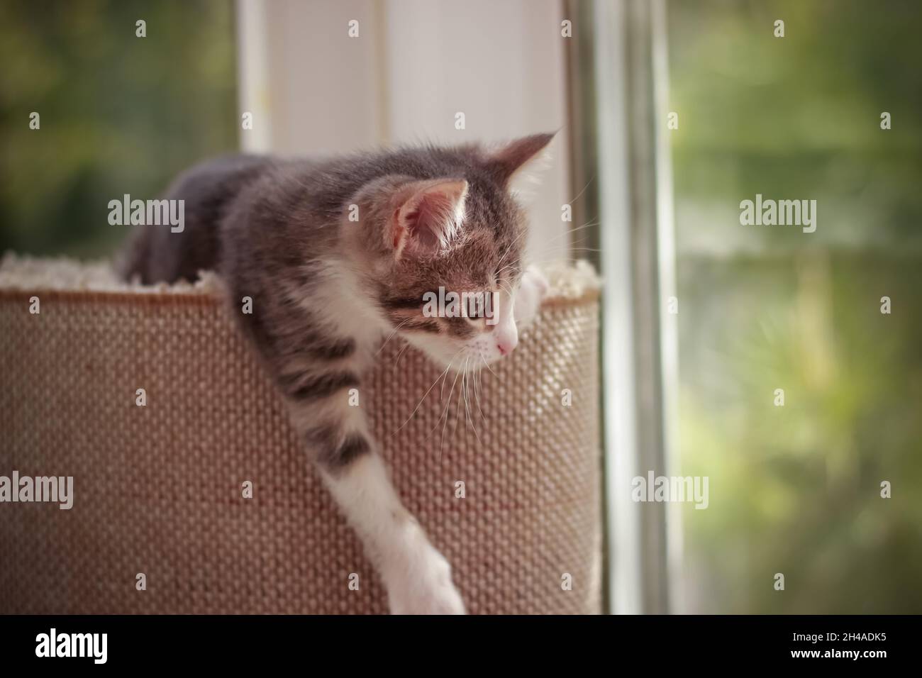 Cute and curious baby cat playing and looking around Stock Photo - Alamy