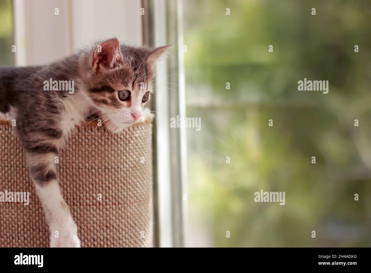 Cute and curious baby cat playing and looking around Stock Photo - Alamy