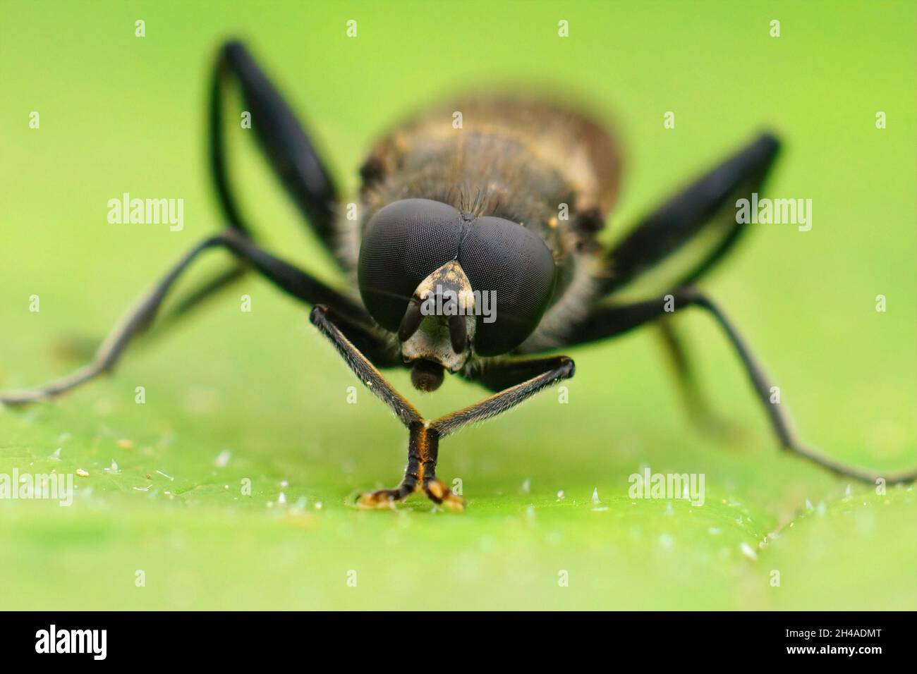 Facial closeup on a red hoverfly, Brachypalpoides lentus Stock Photo ...