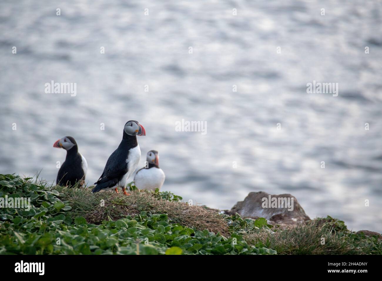 Landscape of puffins nesting on grassy cliffs in Grimsey Island Stock ...