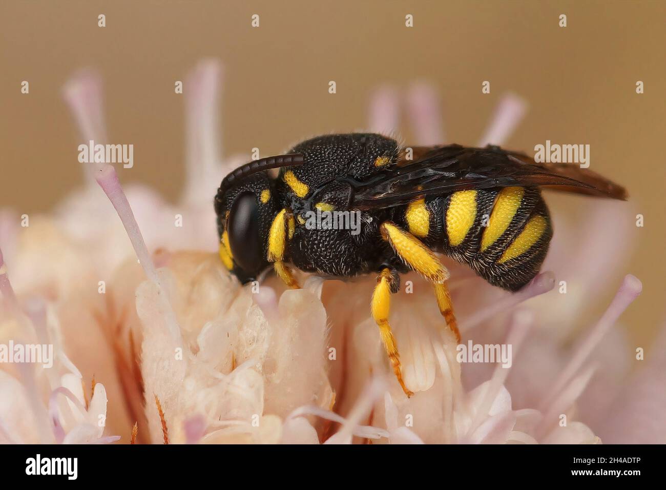 Closeup on a small colorful kleptoparasite Yellow spotted dark bee ...