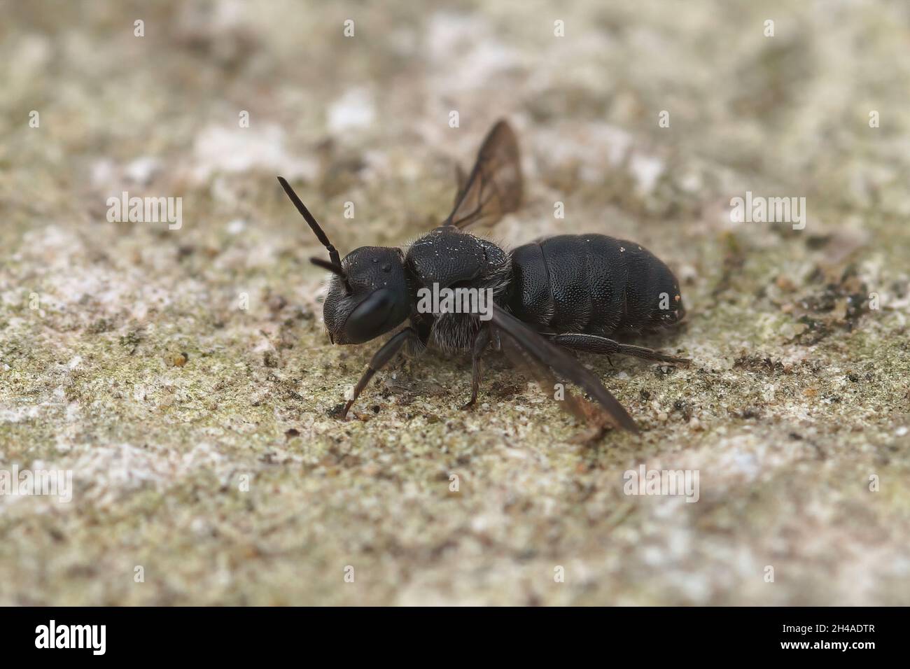 Small black bee hi-res stock photography and images - Alamy