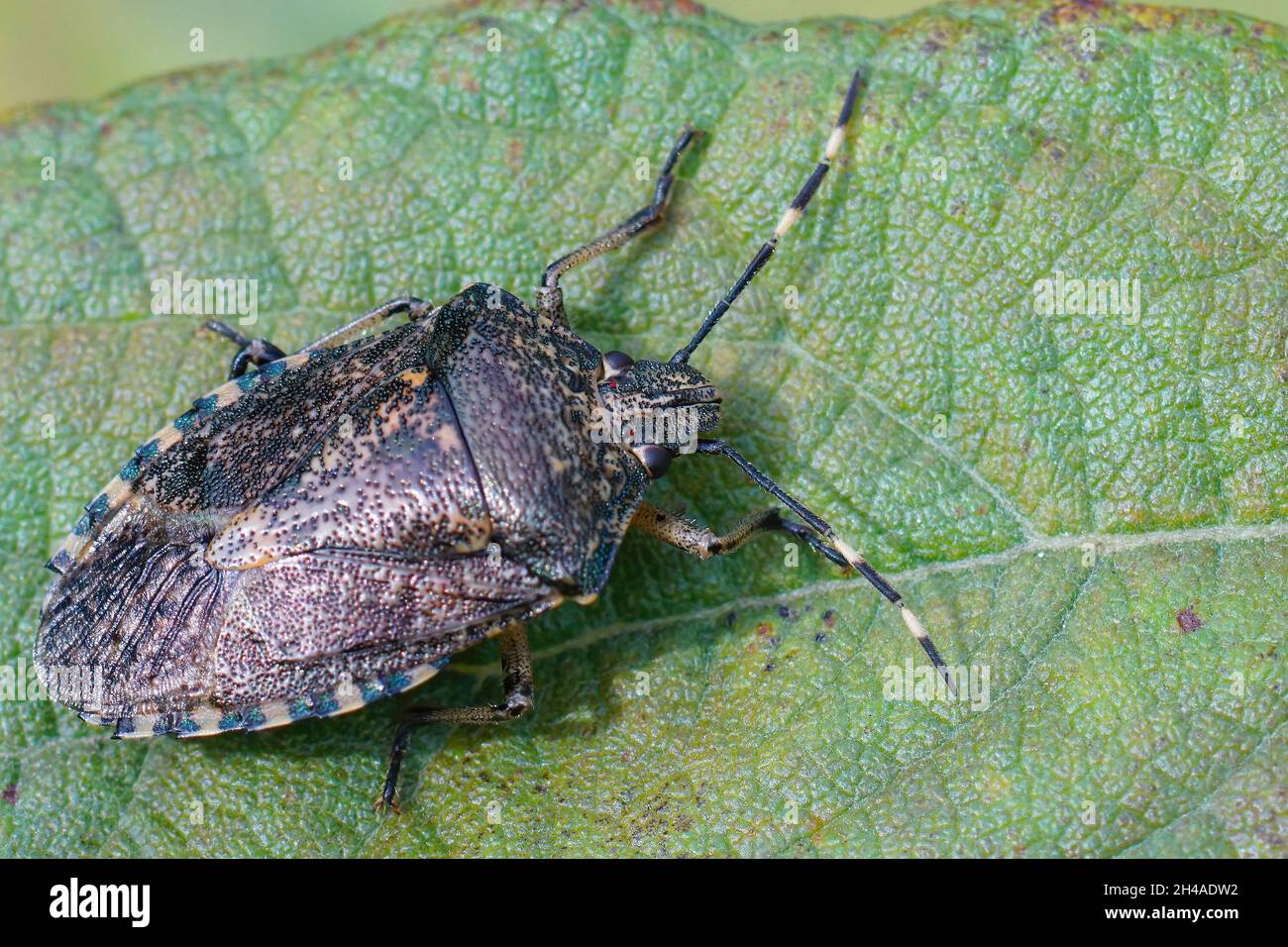 Closeup on a mottled shieldbug, Rhaphigaster nebulosa, sunbathing Stock ...