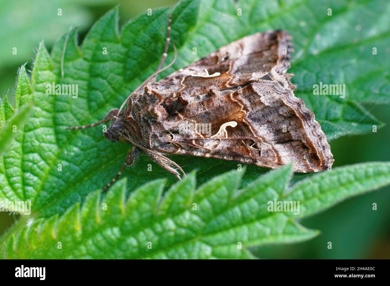 Closeup on the Silver Y moth , Autographa gamma sitting Stock Photo - Alamy