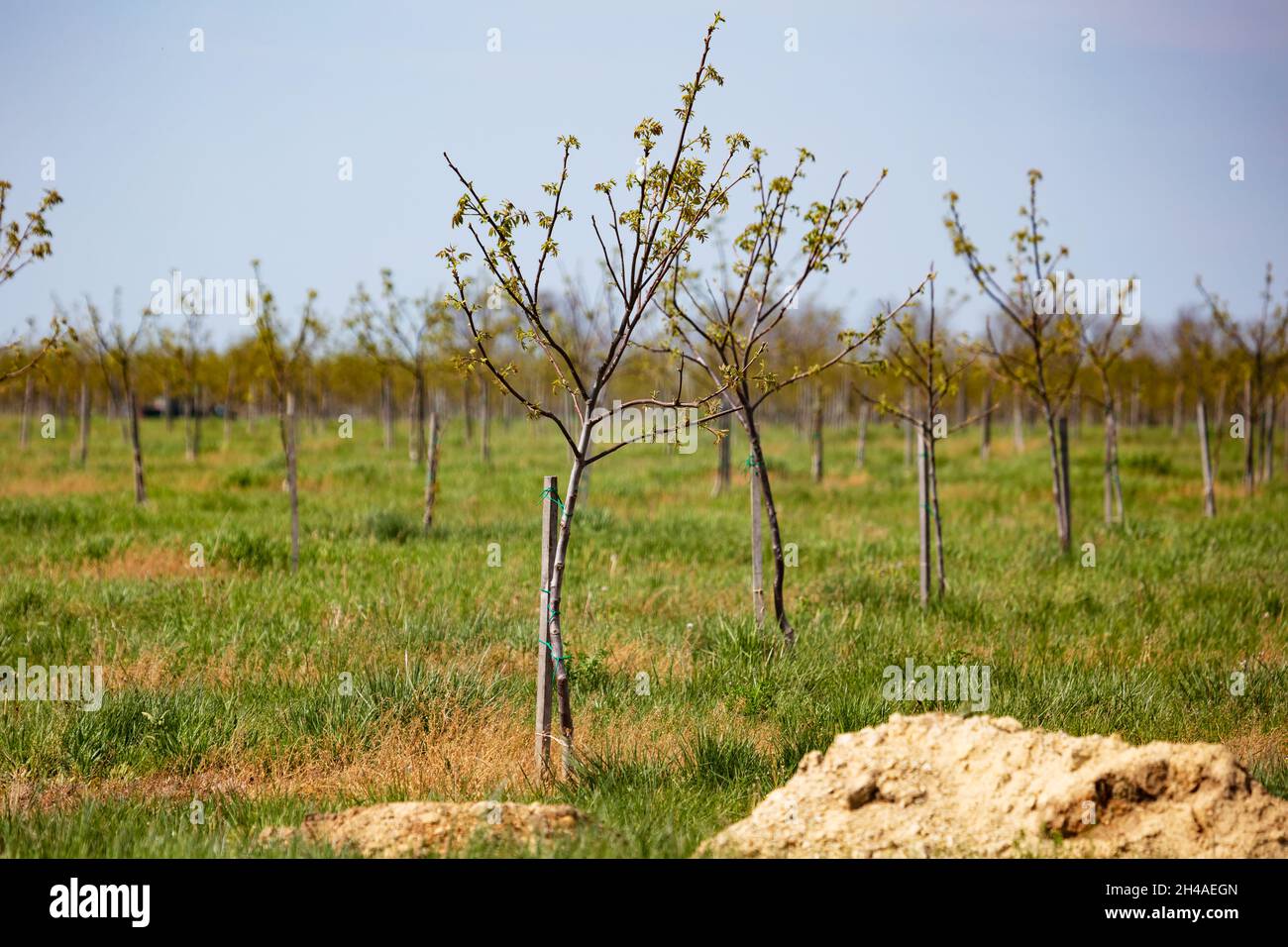 Fruit trees. Agriculture and economy. Farm and farmland. Agricultural ...