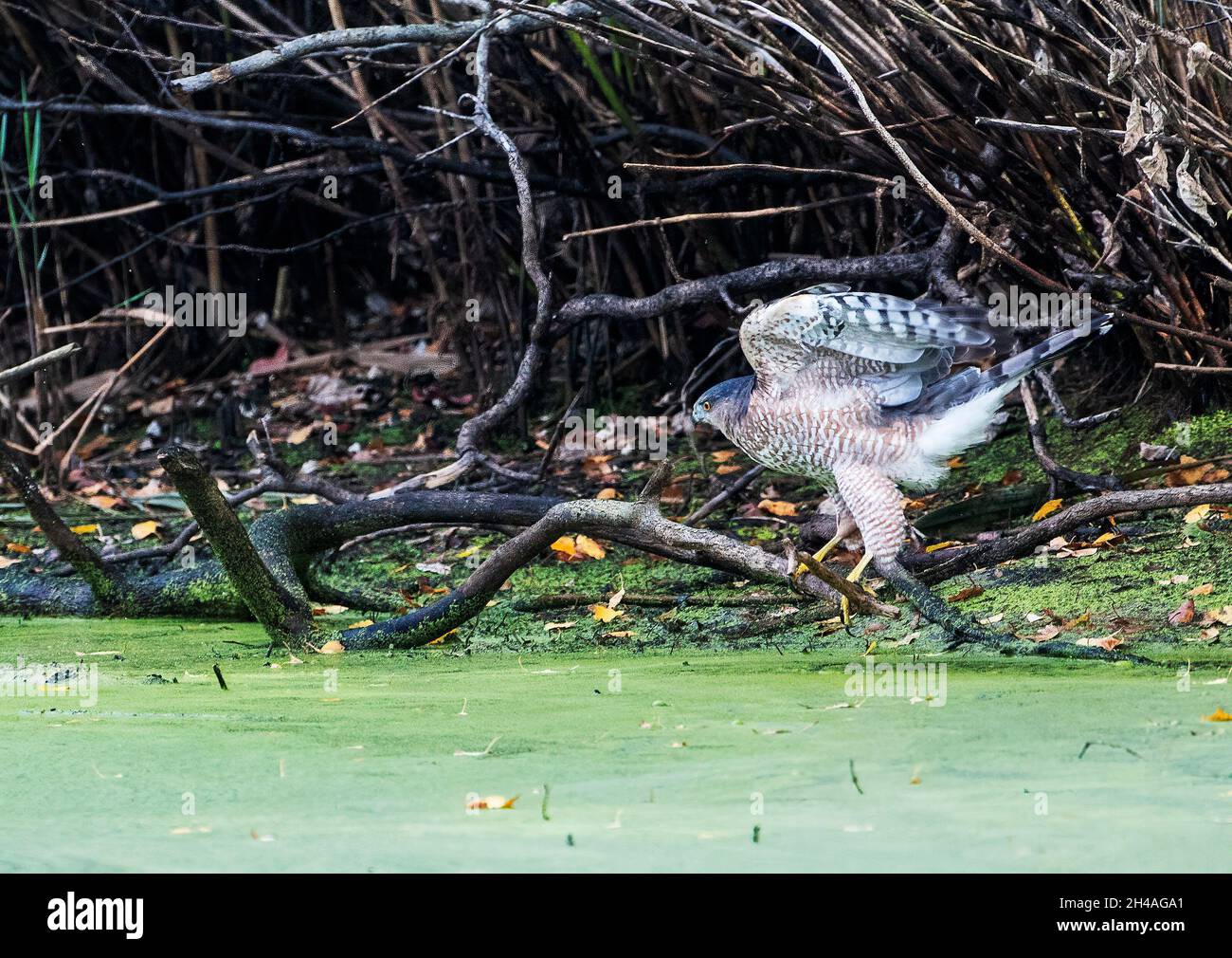 Hawk migration hi-res stock photography and images - Alamy