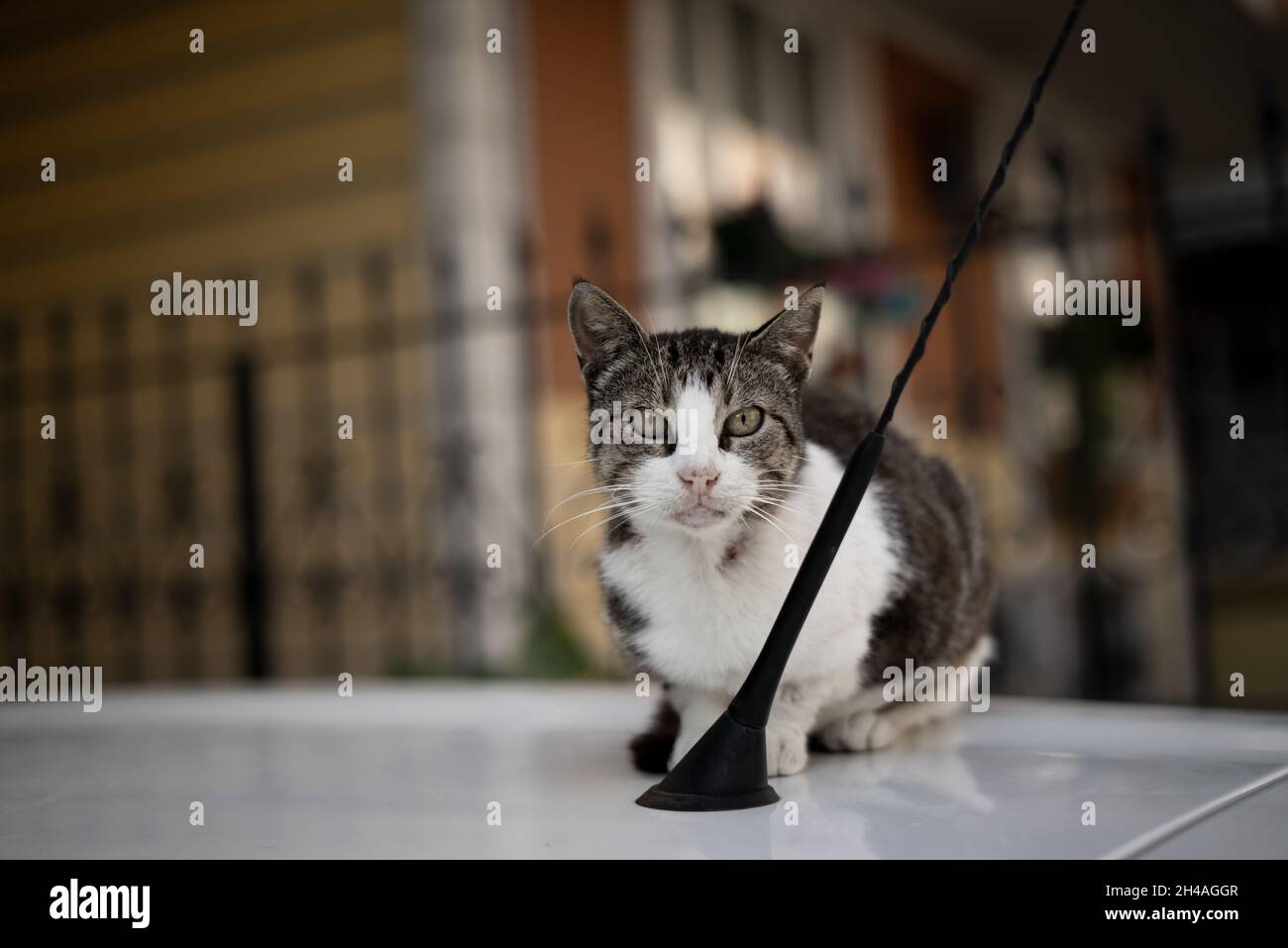 Adult cat lies on white car and focus on camera Stock Photo - Alamy