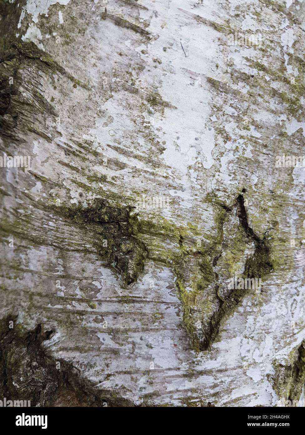Vertical shot of tree bark texture Stock Photo - Alamy