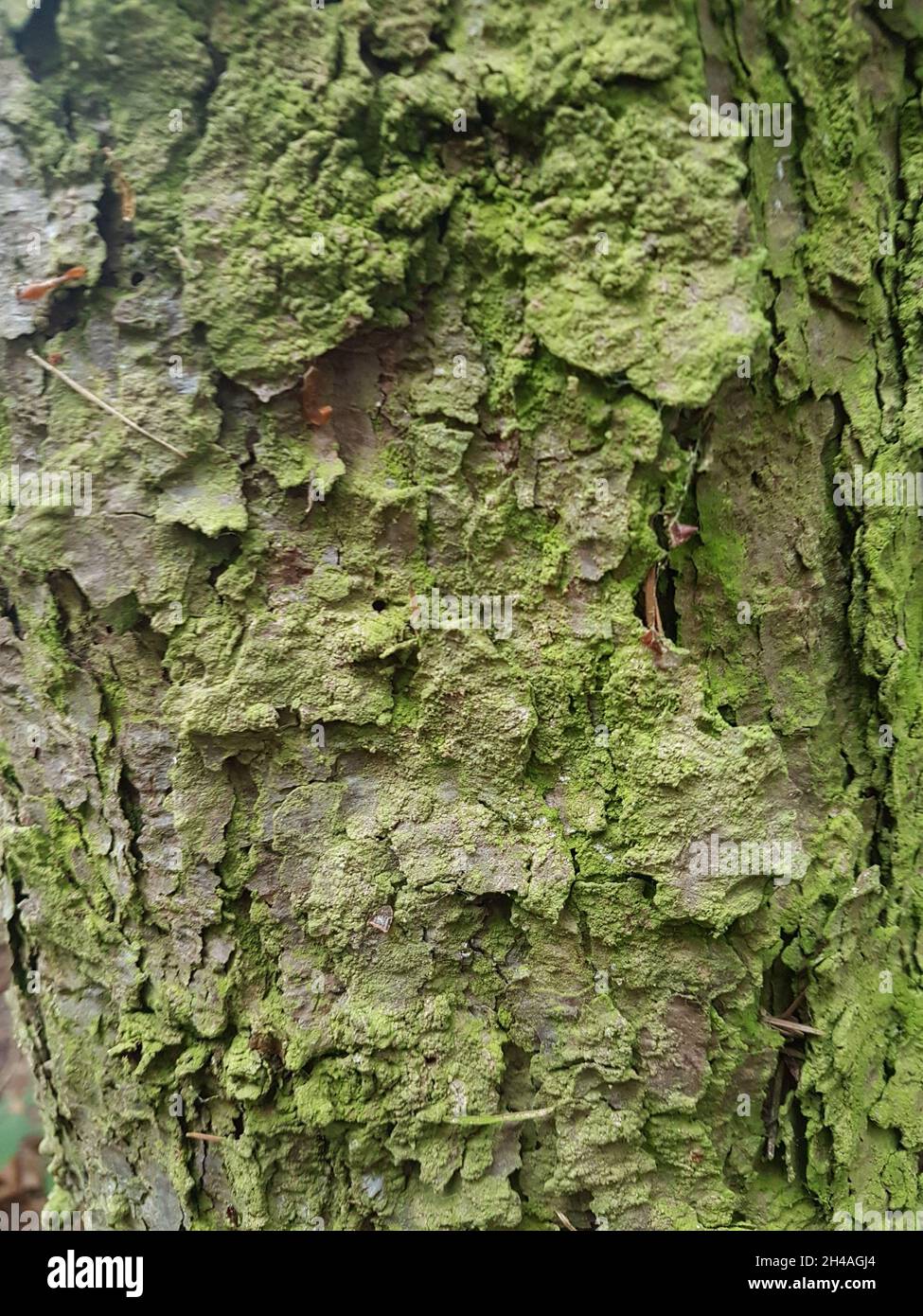 Vertical shot of a wet tree bark texture Stock Photo - Alamy