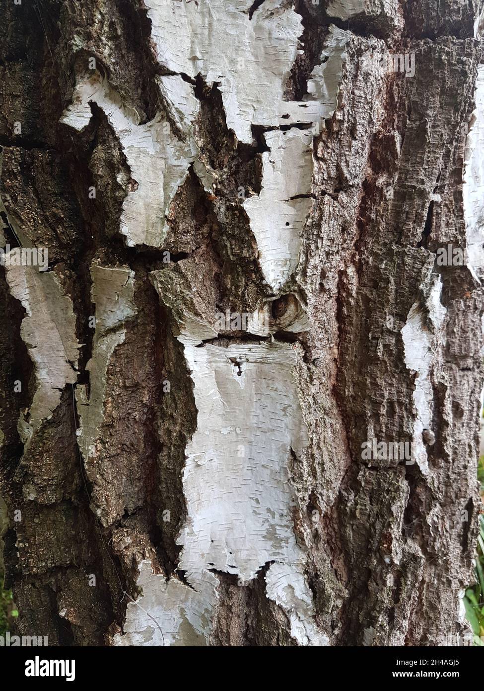 Vertical shot of tree bark texture Stock Photo - Alamy