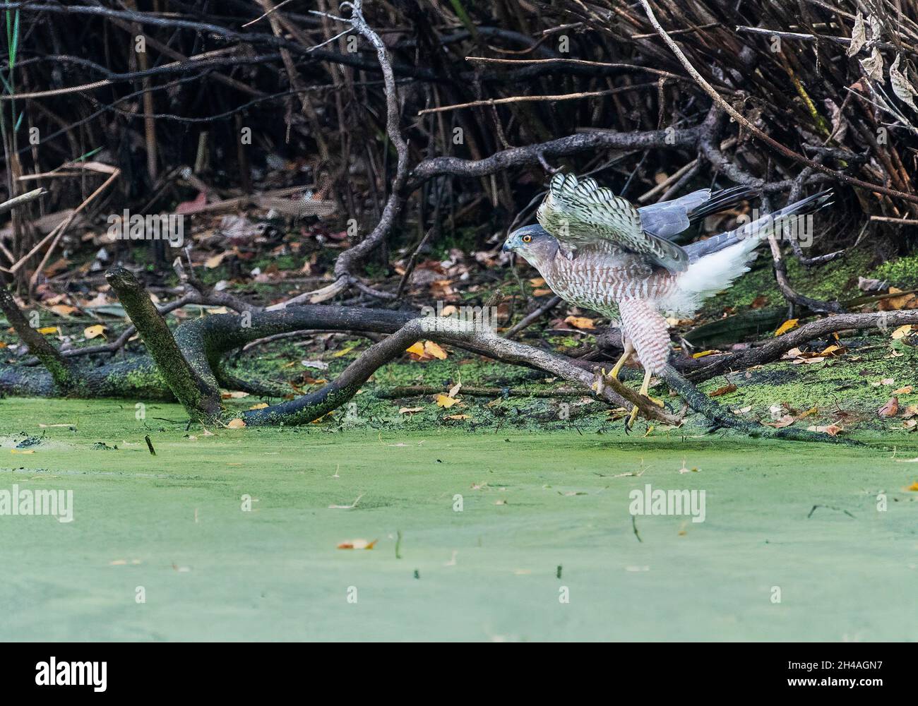 Adult Cooper's hawk during autumn migration Stock Photo - Alamy