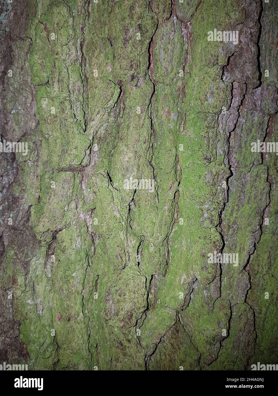Vertical shot of a wet tree bark texture Stock Photo - Alamy