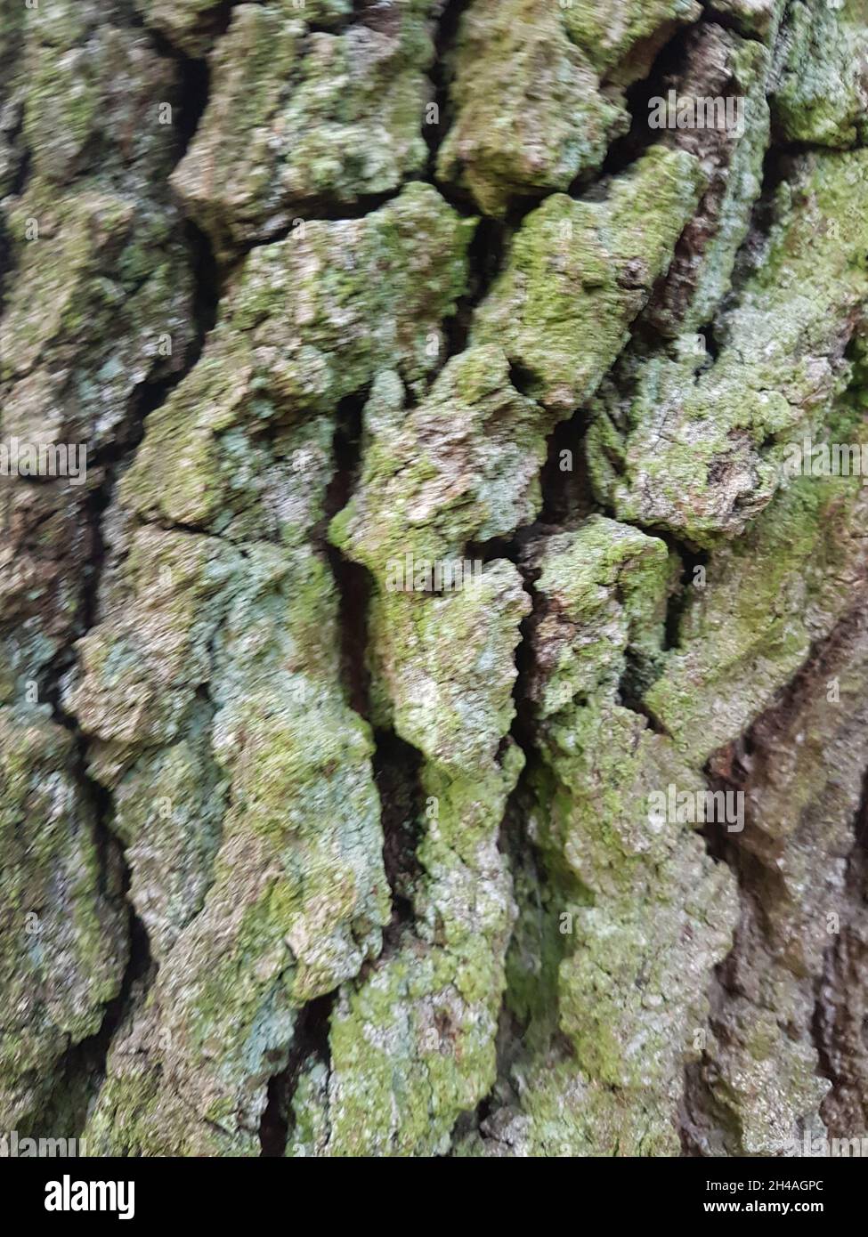 Vertical shot of tree bark texture Stock Photo - Alamy