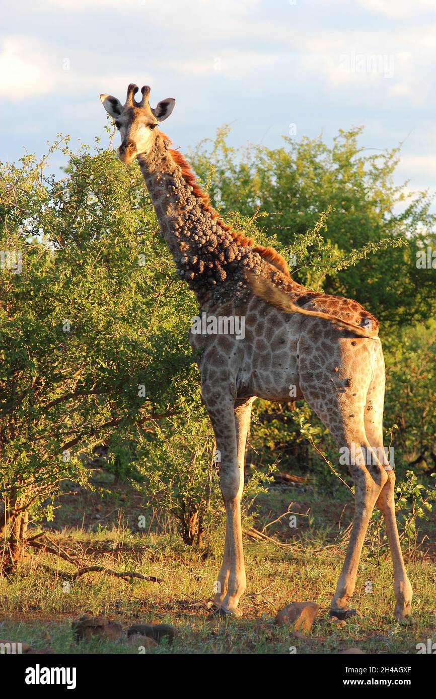 Sick giraffe hi-res stock photography and images - Alamy