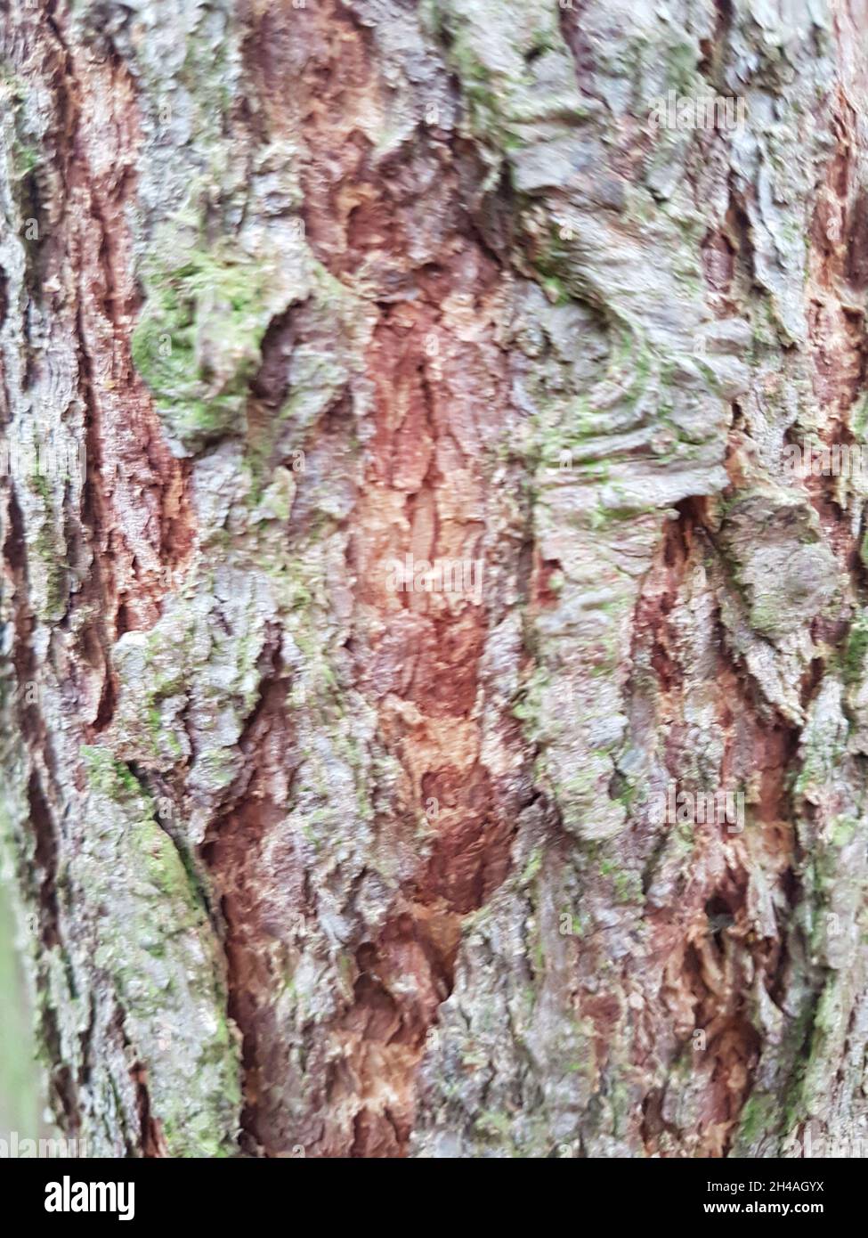 Vertical shot of a wet tree bark texture Stock Photo - Alamy