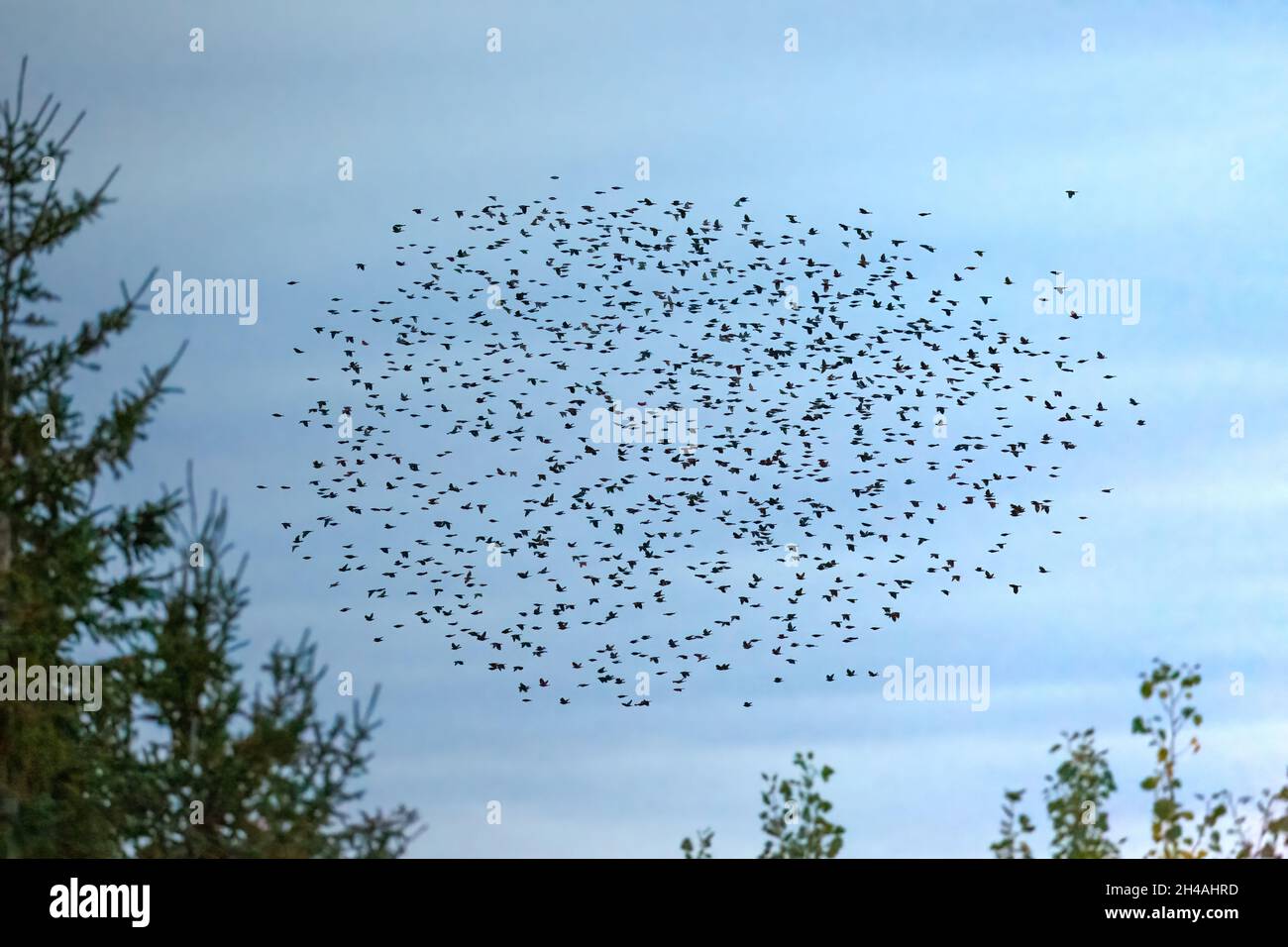 Large group of migrating birds flying over a forest Stock Photo - Alamy