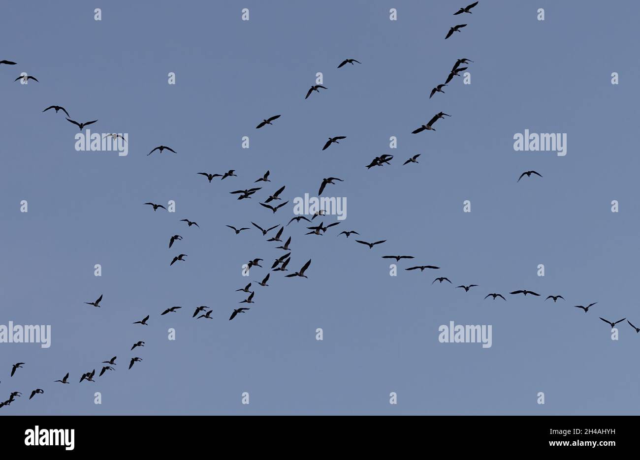 Group canadian geese flying formation hi-res stock photography and ...