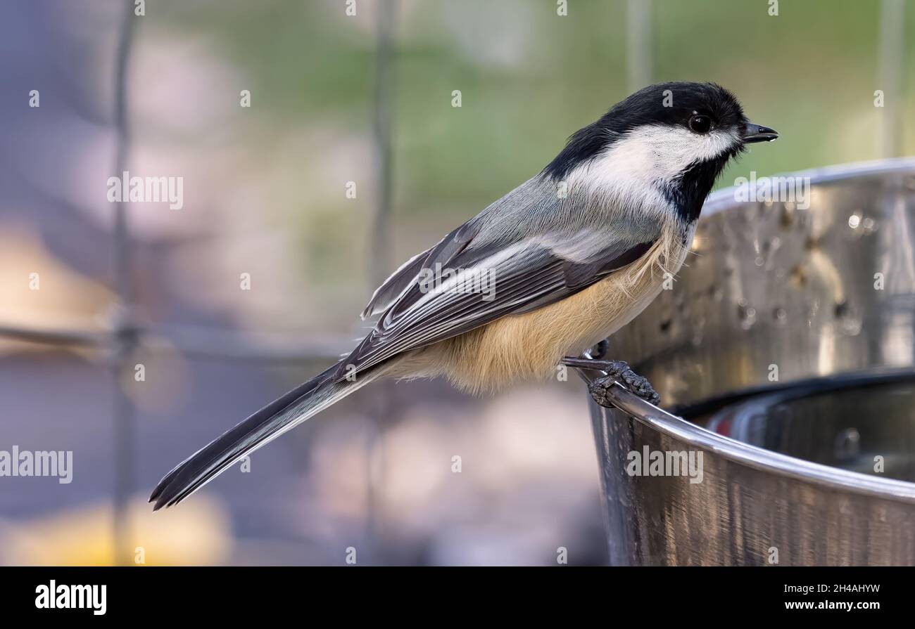 Closeup shot of a chickadee bird perched on a bucket of water Stock ...