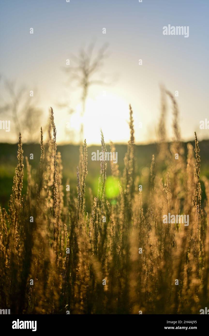 Golden grass field hi-res stock photography and images - Alamy