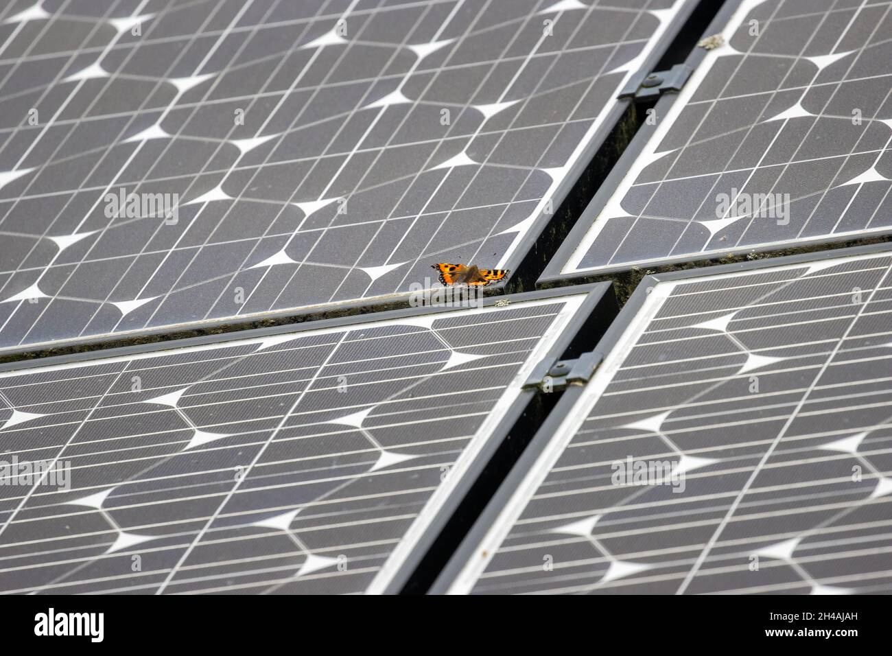 Solar insect panel hi-res stock photography and images - Alamy