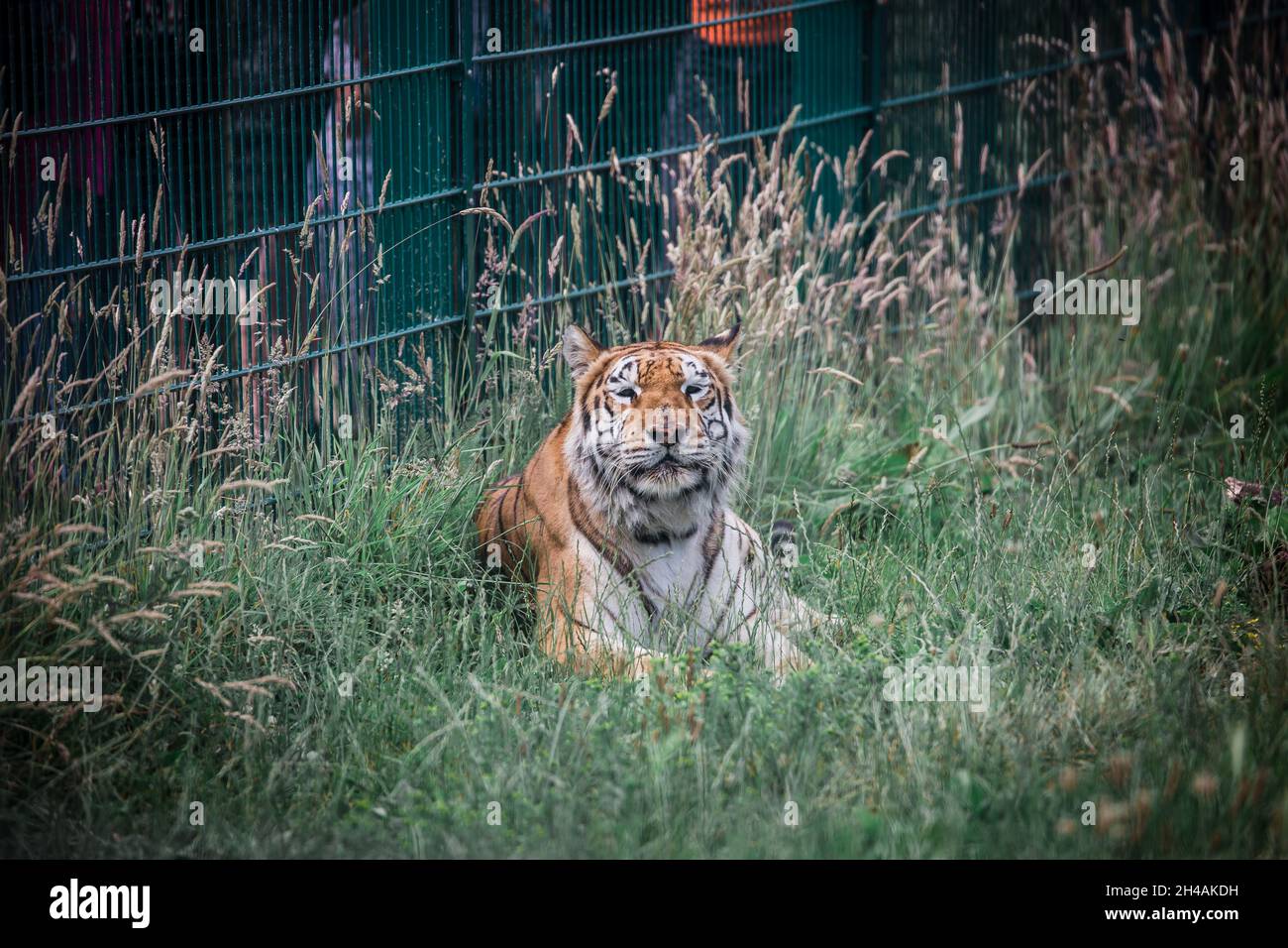 Beautiful shot of a tiger in a cage i Stock Photo - Alamy
