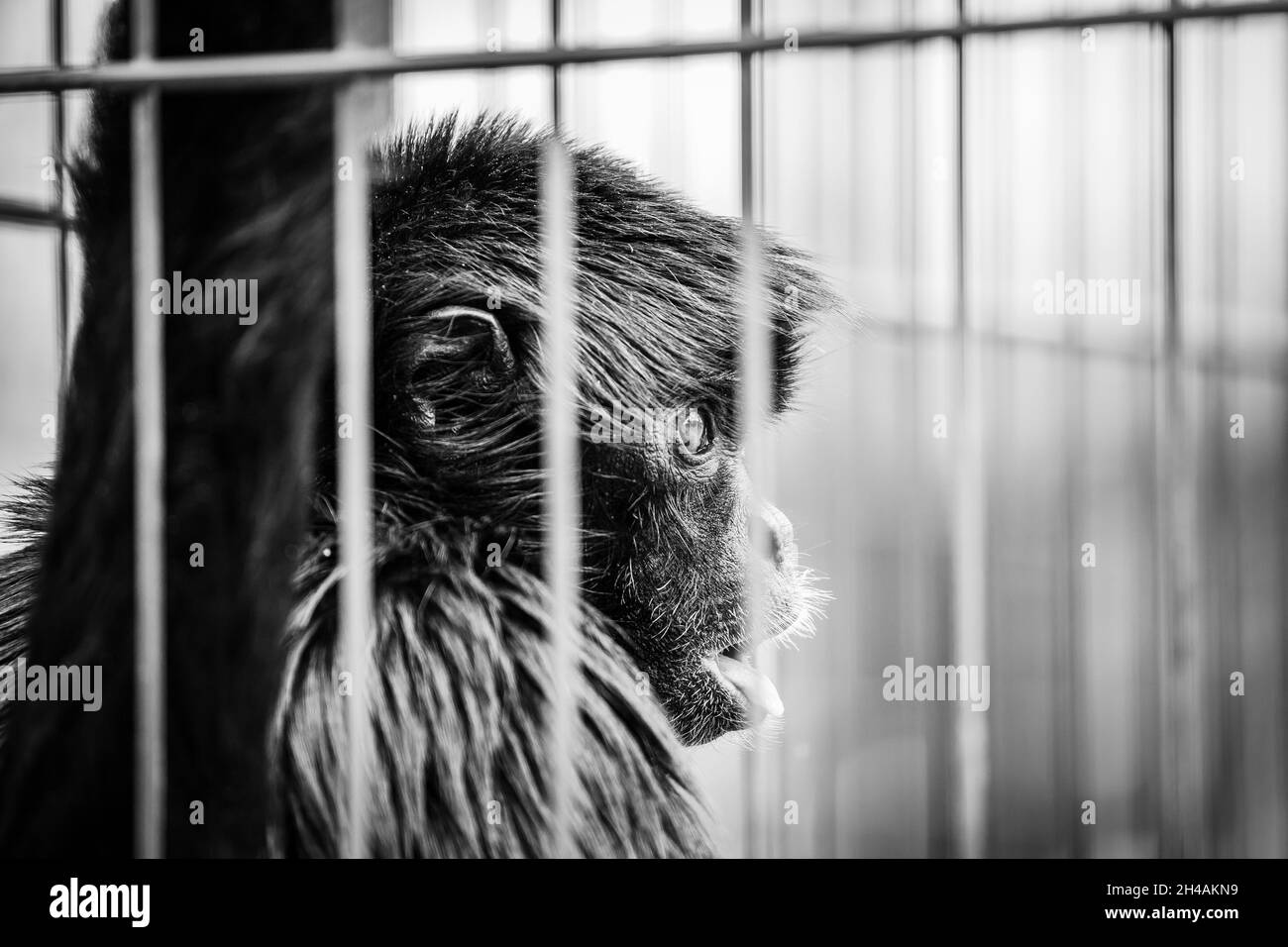 Beautiful shot of a monkey in a zoo in grayscale Stock Photo - Alamy