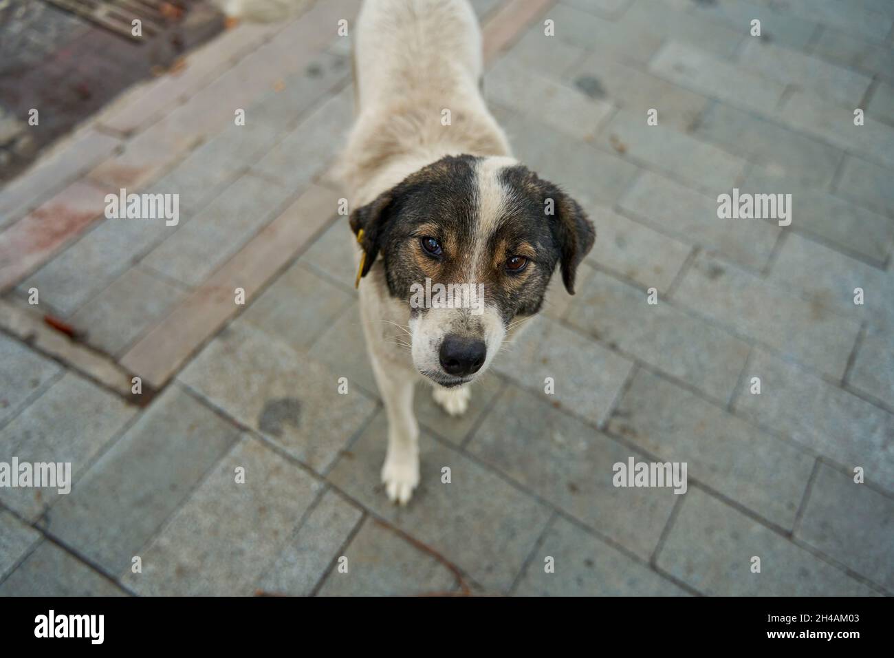 Chipped stray dogs on a city street Stock Photo - Alamy