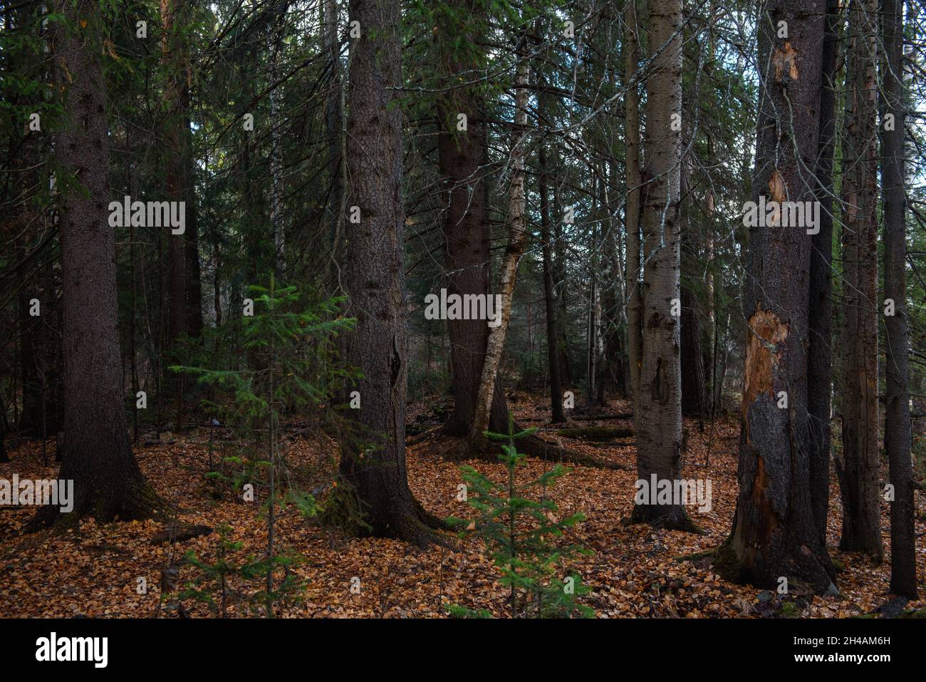 Landscape of the autumn forest. Branching tall trees with deep shadows ...