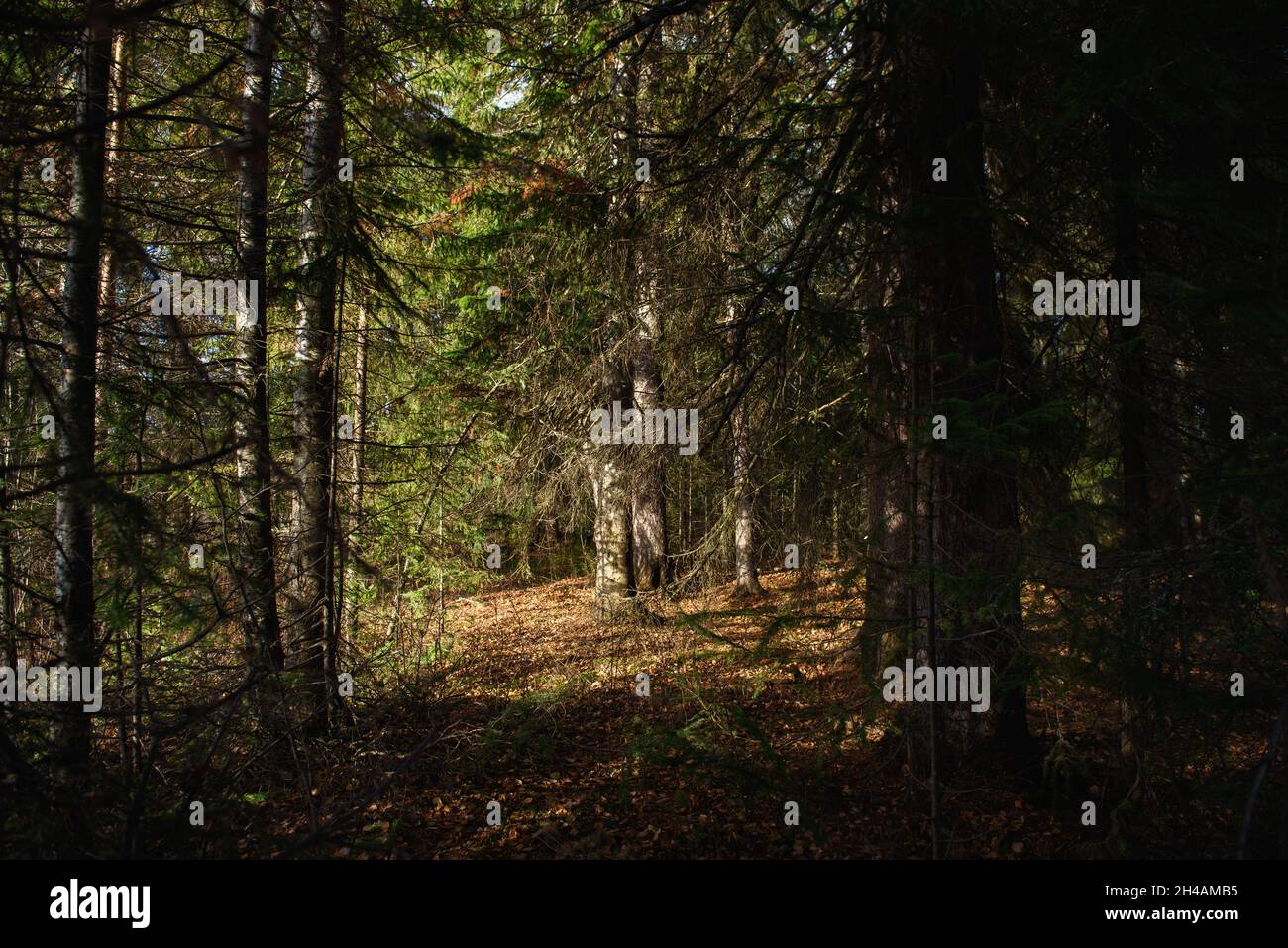 Path forest branching trees hi-res stock photography and images - Alamy