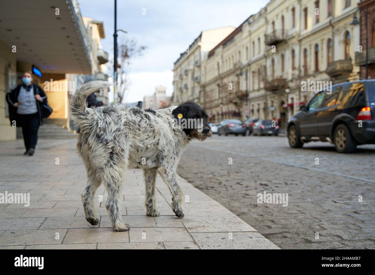 Chipped stray dogs on a city street Stock Photo - Alamy