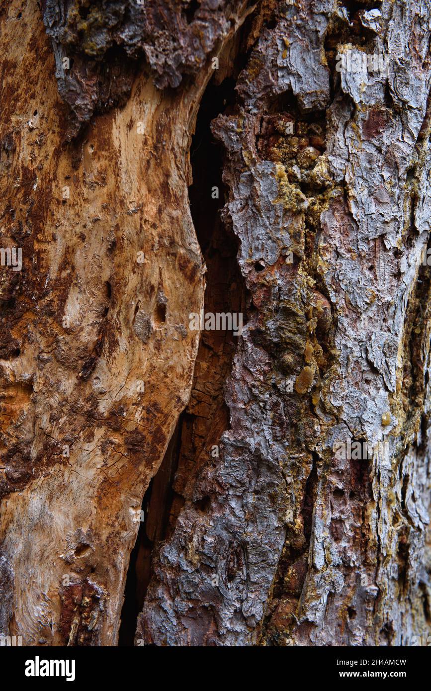 Bark of an old pine tree with streaks of amber resin close-up Stock ...
