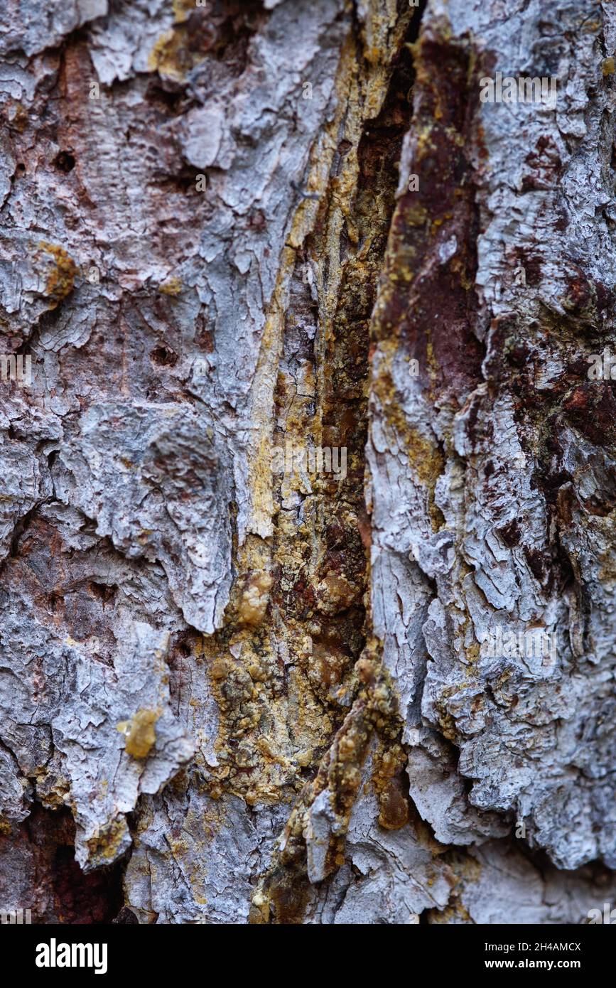 Bark of an old pine tree with streaks of amber resin close-up Stock ...