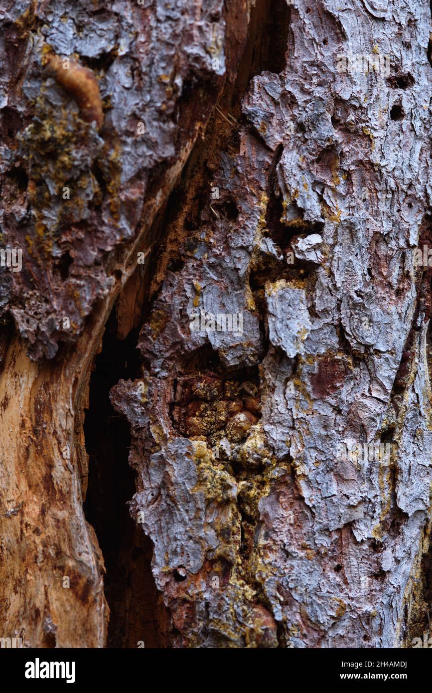 Bark of an old pine tree with streaks of amber resin close-up Stock ...